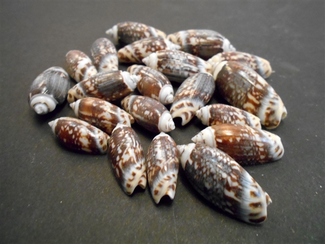 olive gibbosa shells for beach crafts and coastal cottage decor