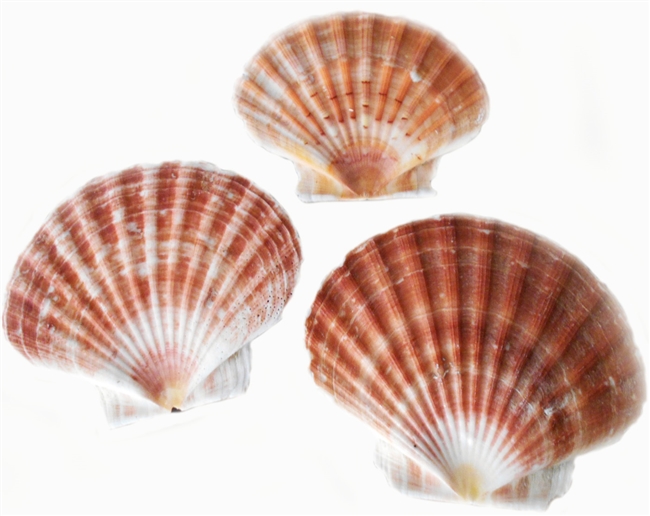 Small Irish Flat Scallops