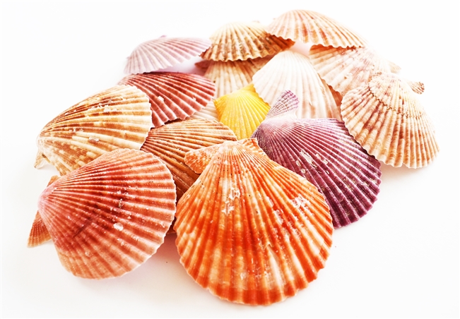 Colorful Noble Pecten Shells Singles