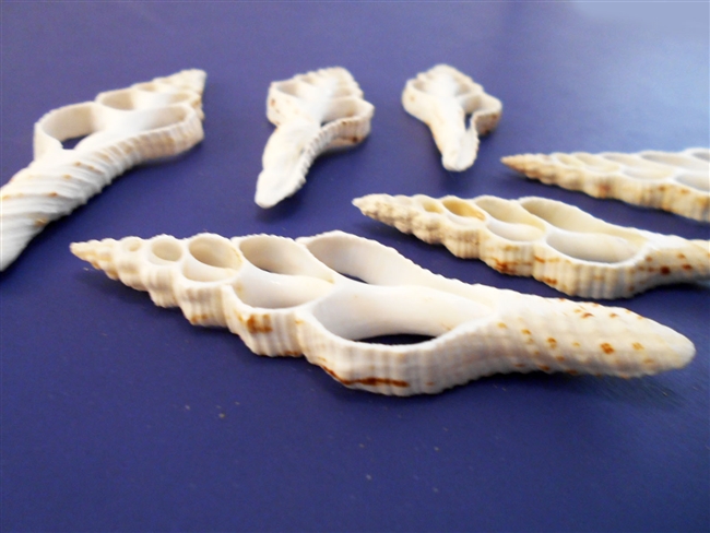 Beautiful, White Center Cut Spindle Shells 5 Inch